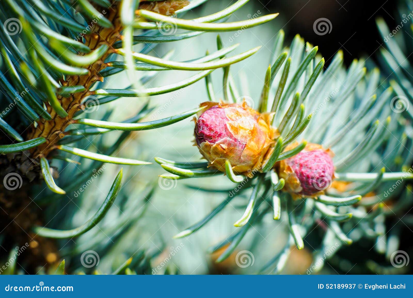 Buds at the Branch of the Blue Spruce Stock Image - Image of cone ...