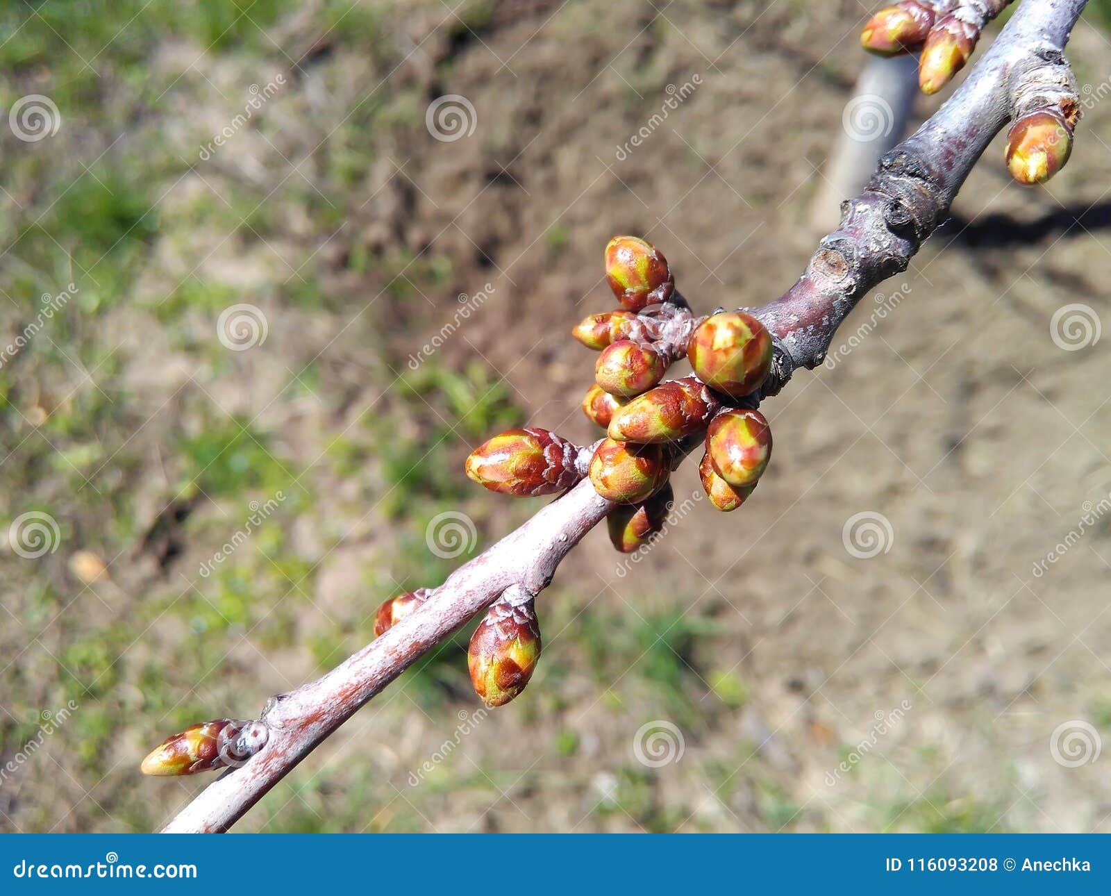 Buds on a Branch of Fruit Tree in Spring Stock Photo - Image of view ...