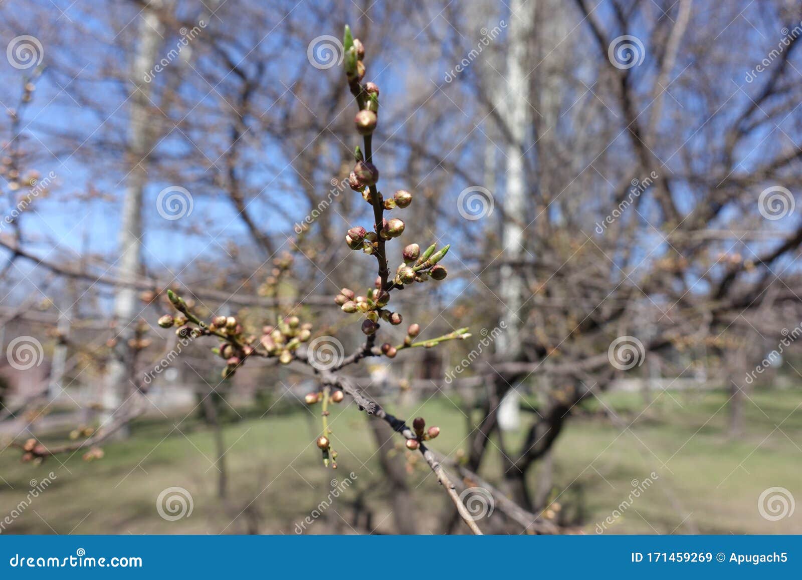 Buds on Branch of Plum in Spring Stock Image - Image of cerasifera ...