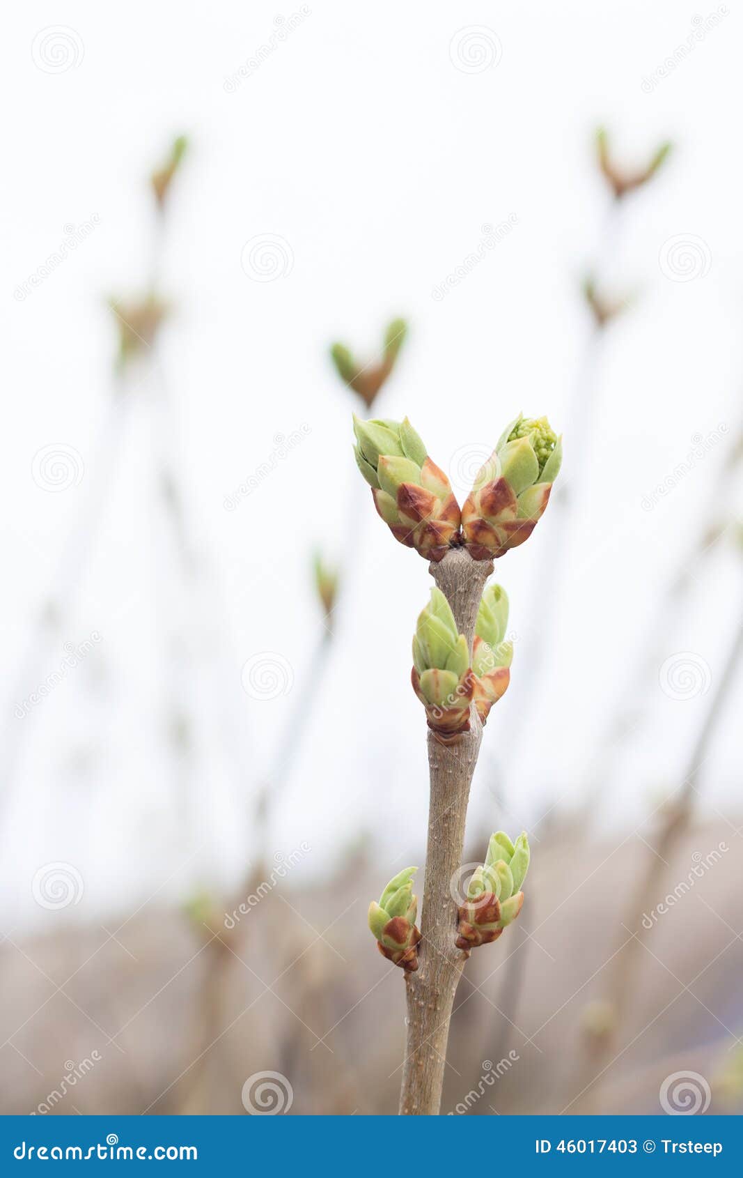 Buds on branch stock image. Image of springtime, floral - 46017403