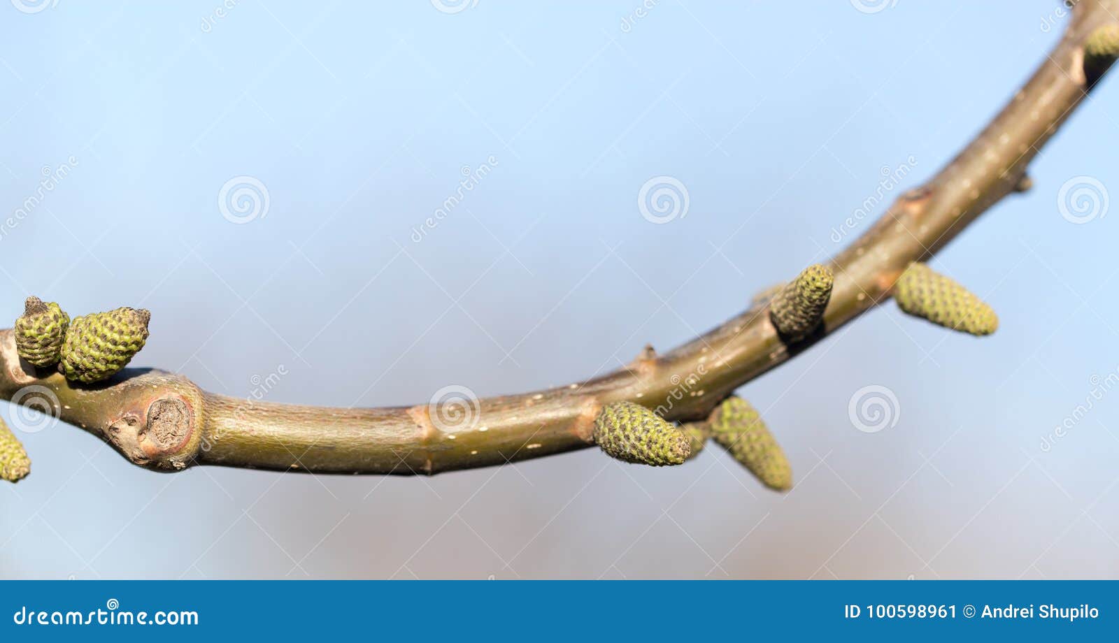 Buds on a branch of walnut stock image. Image of glare - 100598961