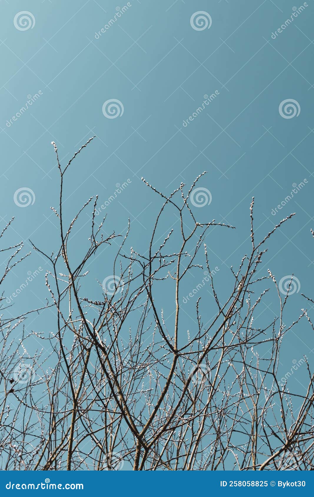 Buds on Branches Against the Blue Sky. Stock Image - Image of early ...