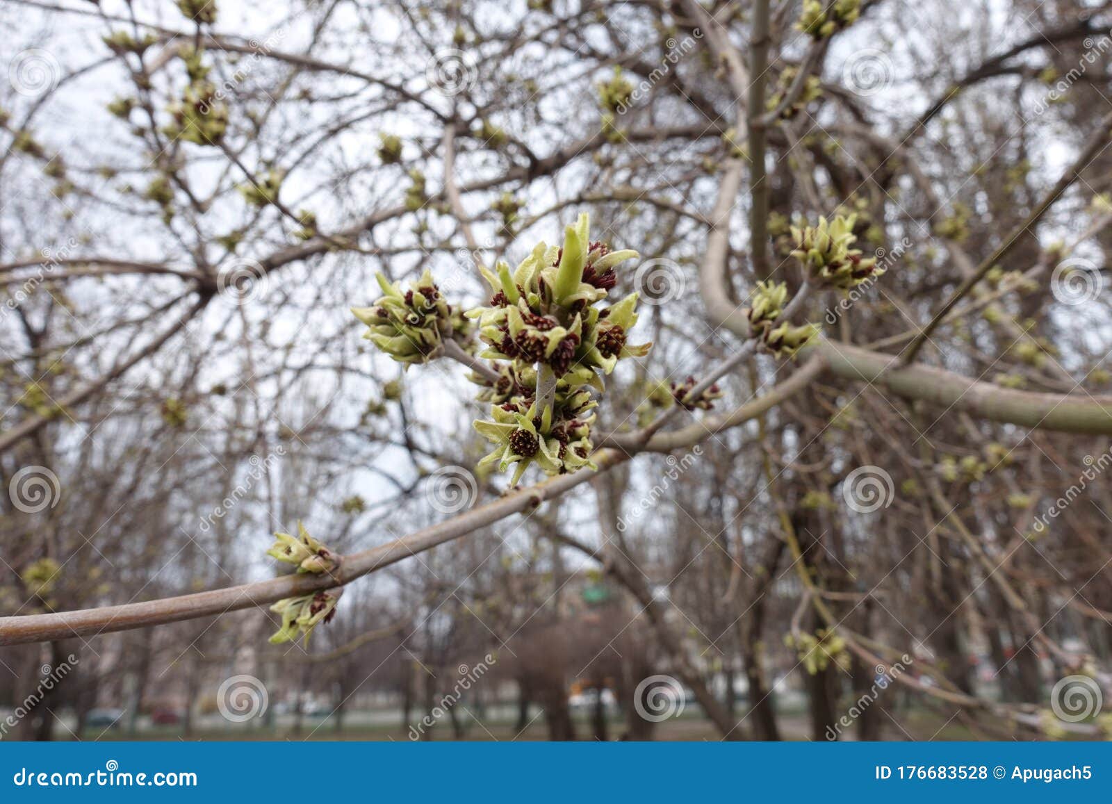 Buds on Branches of Acer Negundo Stock Photo - Image of flora, negundo ...