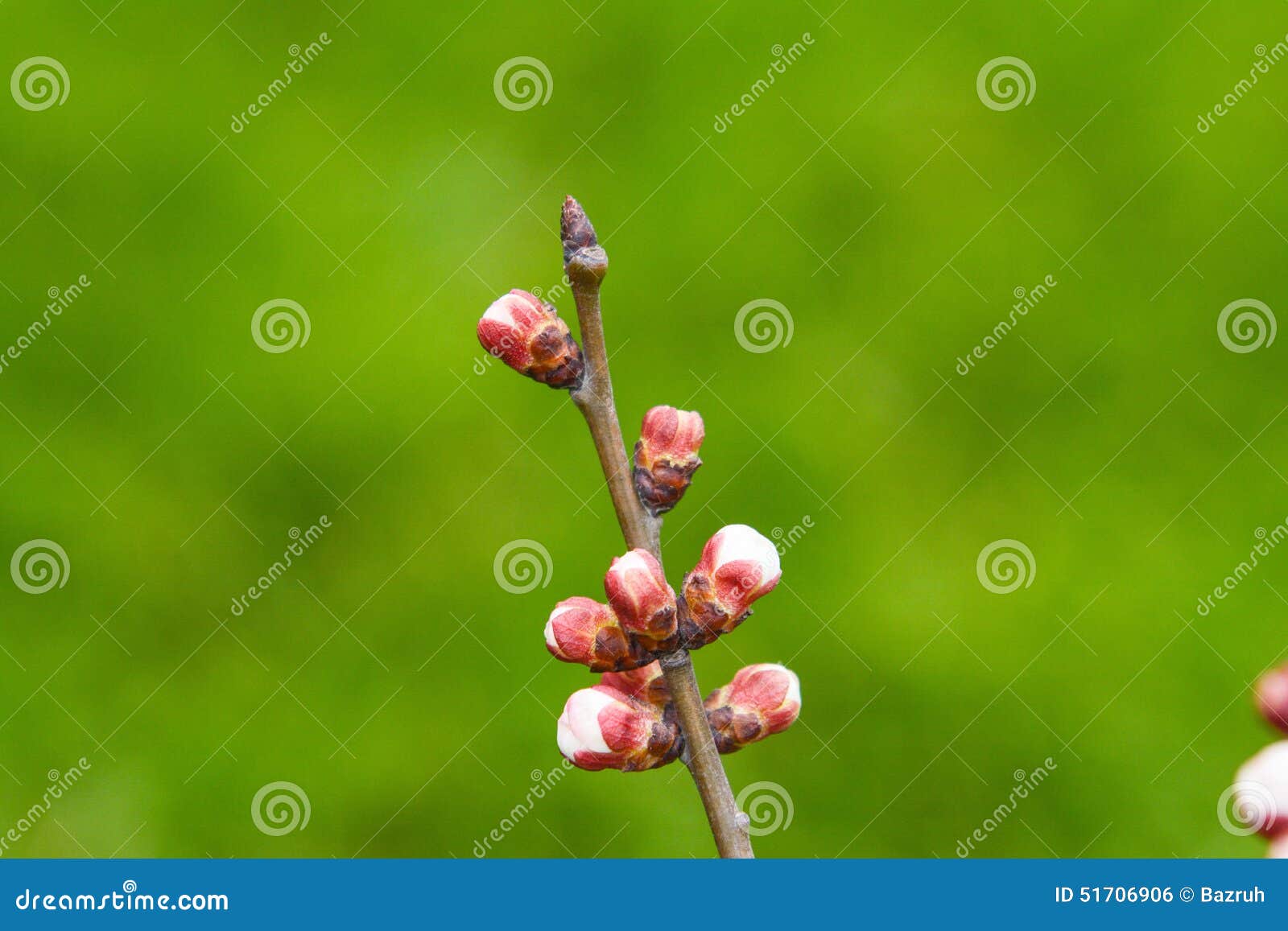 Buds on the Branches, Flowering Trees, Spring Stock Photo - Image of ...