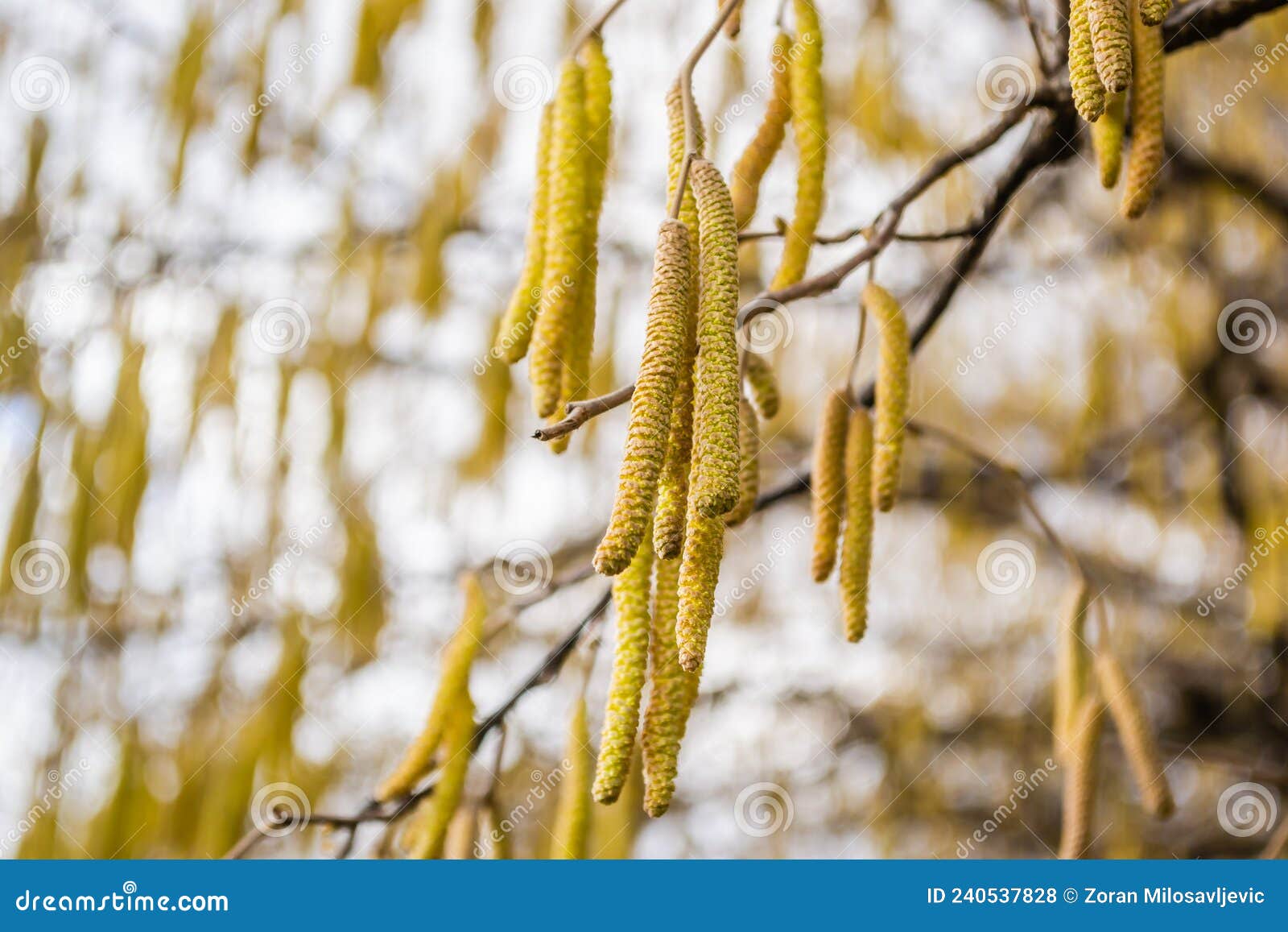 The Buds on the Branches of Hazelnut Stock Photo - Image of hazel ...