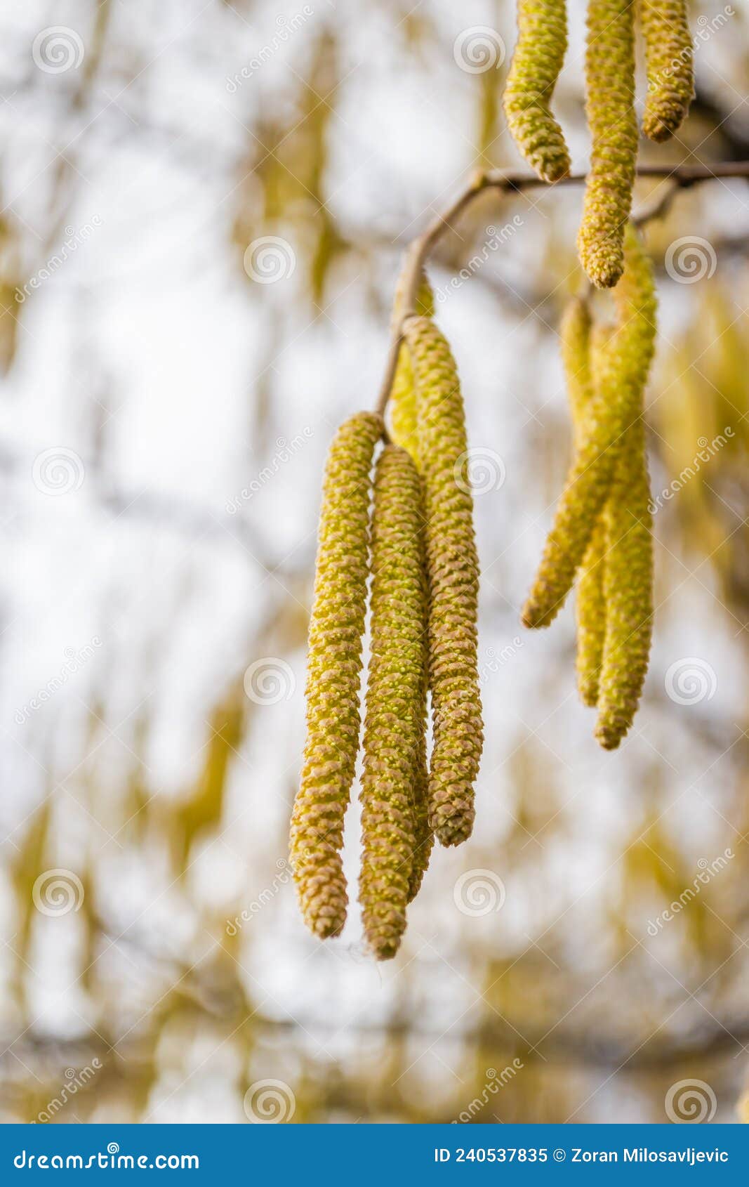 The Buds on the Branches of Hazelnut Stock Image - Image of closeup ...
