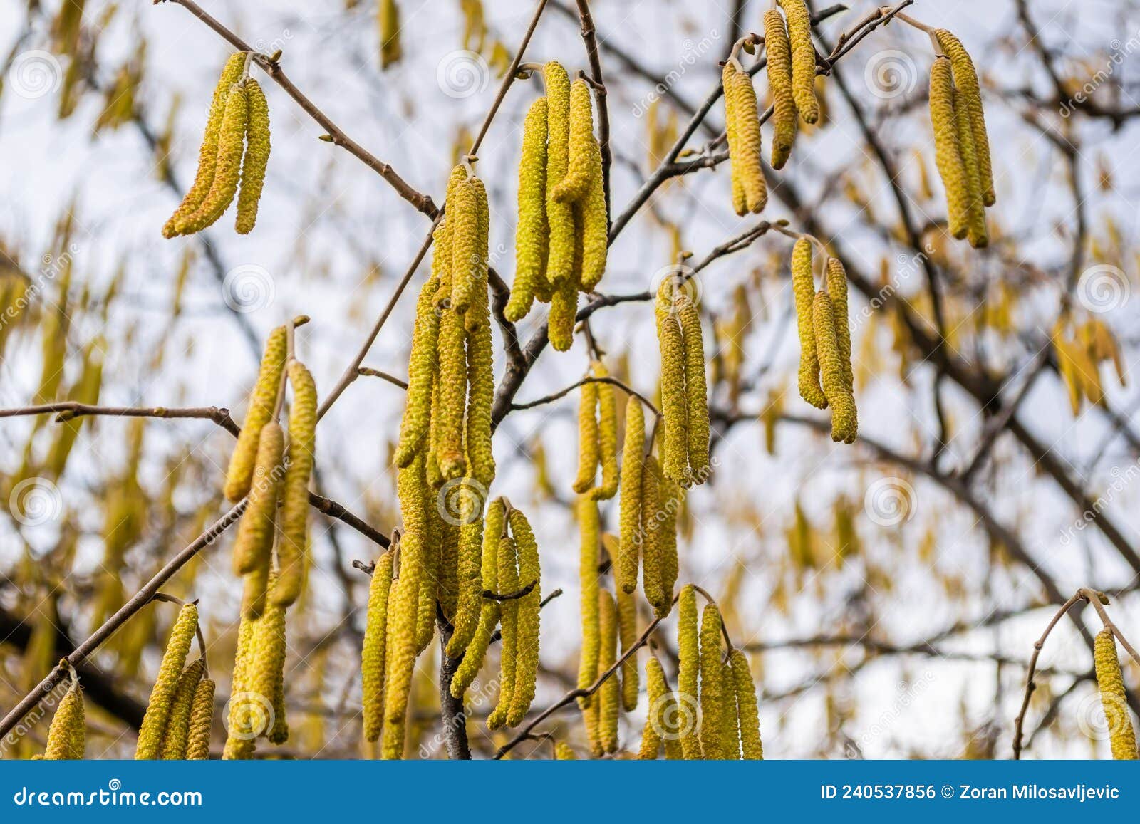 The Buds on the Branches of Hazelnut Stock Photo - Image of beauty ...