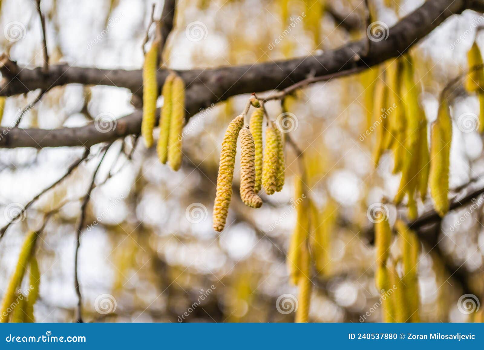 The Buds on the Branches of Hazelnut Stock Photo - Image of hazelnut ...