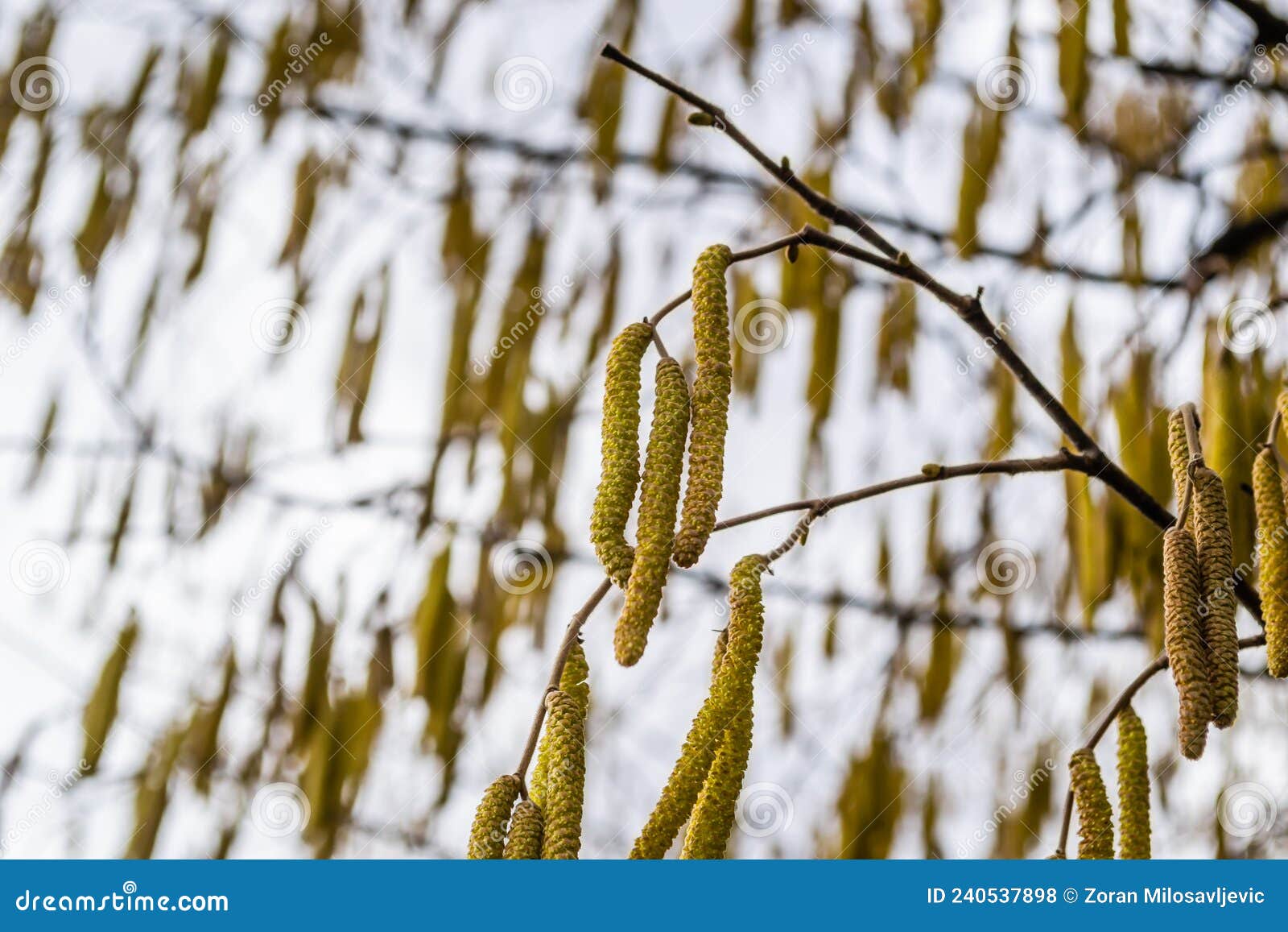 The Buds on the Branches of Hazelnut Stock Photo - Image of blossom ...