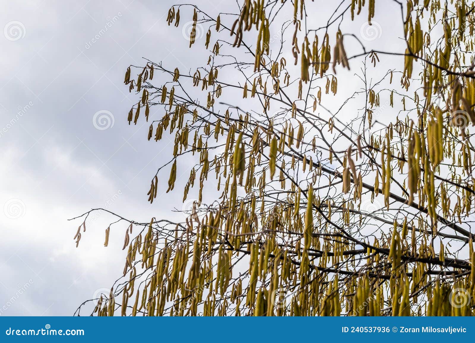 The Buds on the Branches of Hazelnut Stock Photo - Image of blooming ...