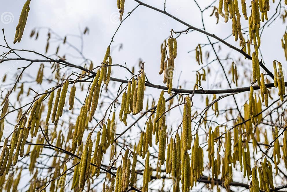The Buds on the Branches of Hazelnut Stock Photo - Image of bloom ...