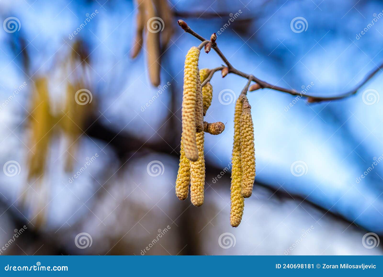The Buds on the Branches of Hazelnut Stock Image - Image of hazelnut ...