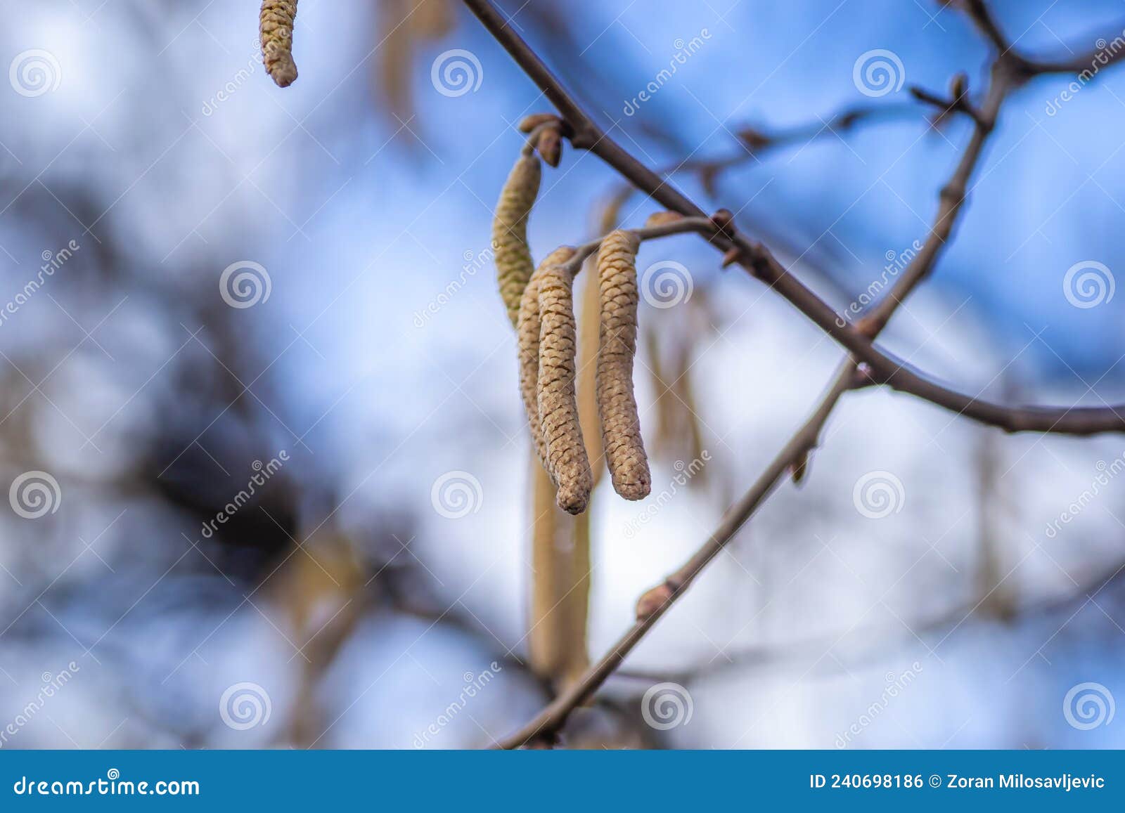 The Buds on the Branches of Hazelnut Stock Photo - Image of floral ...