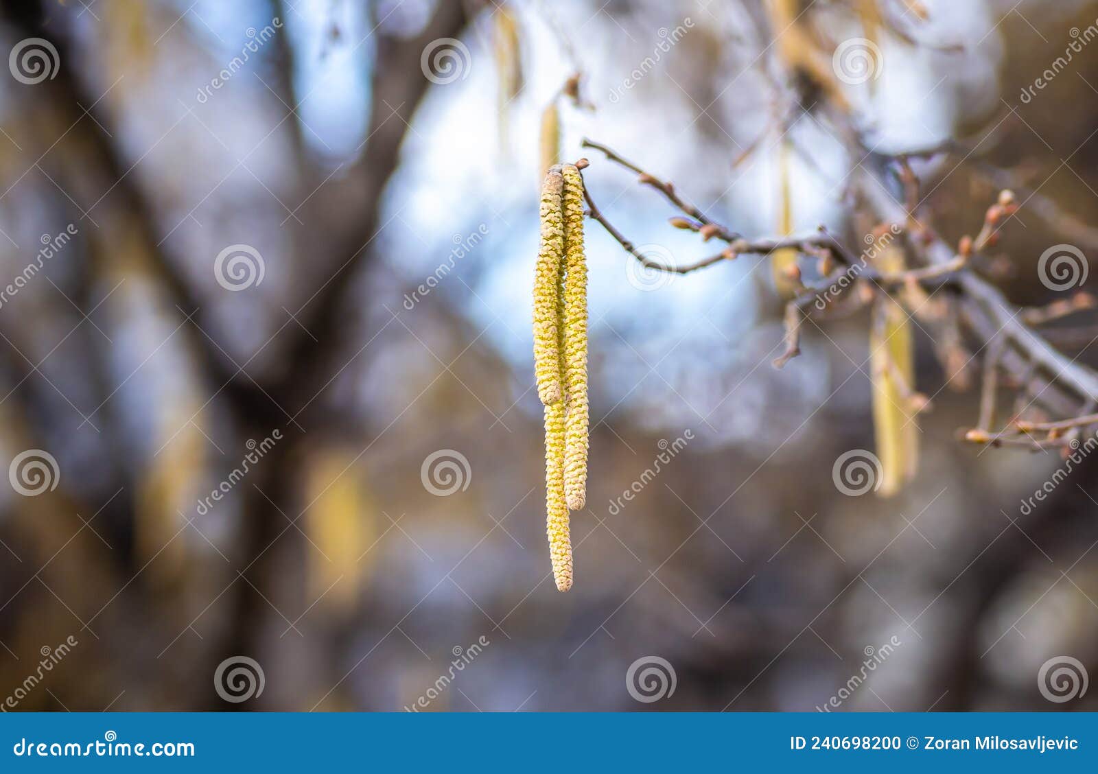 The Buds on the Branches of Hazelnut Stock Photo - Image of hazel ...