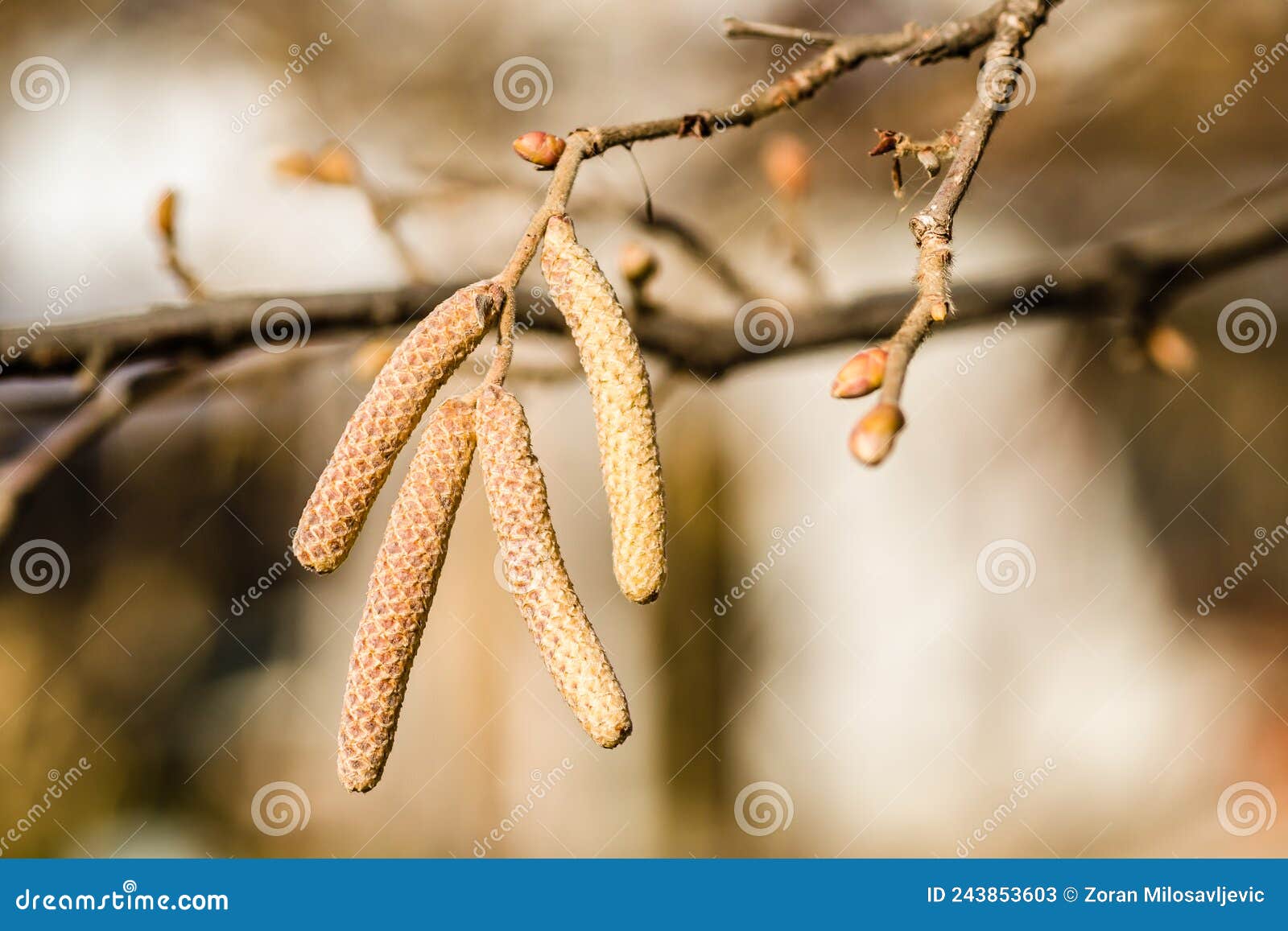 The Buds on the Branches of Hazelnut Stock Image - Image of garden ...