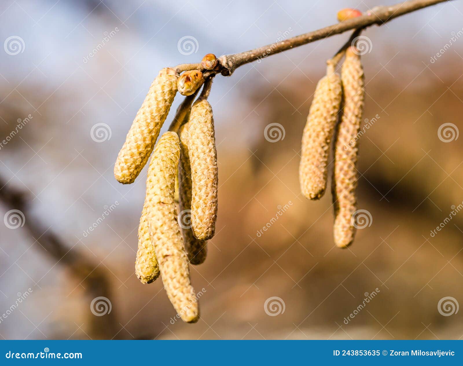 The Buds on the Branches of Hazelnut Stock Image - Image of ecology ...
