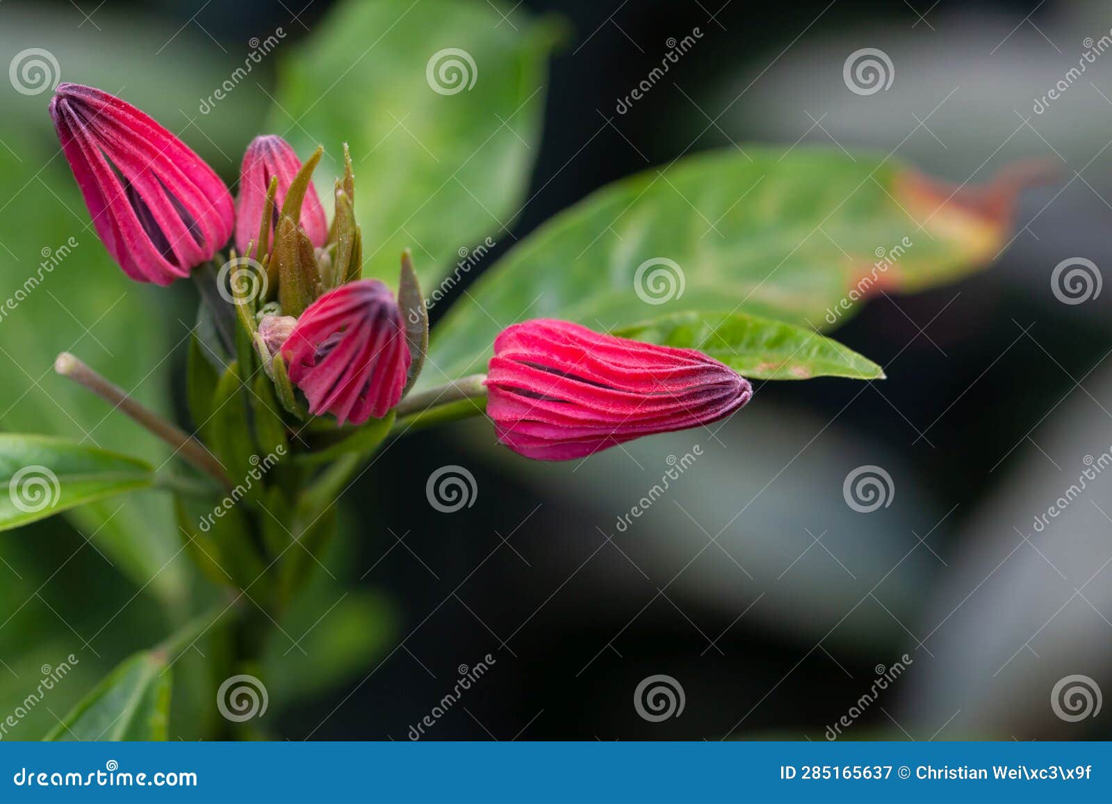 Buds of Brazilian Candles, Pavonia Multiflora Stock Image - Image of ...