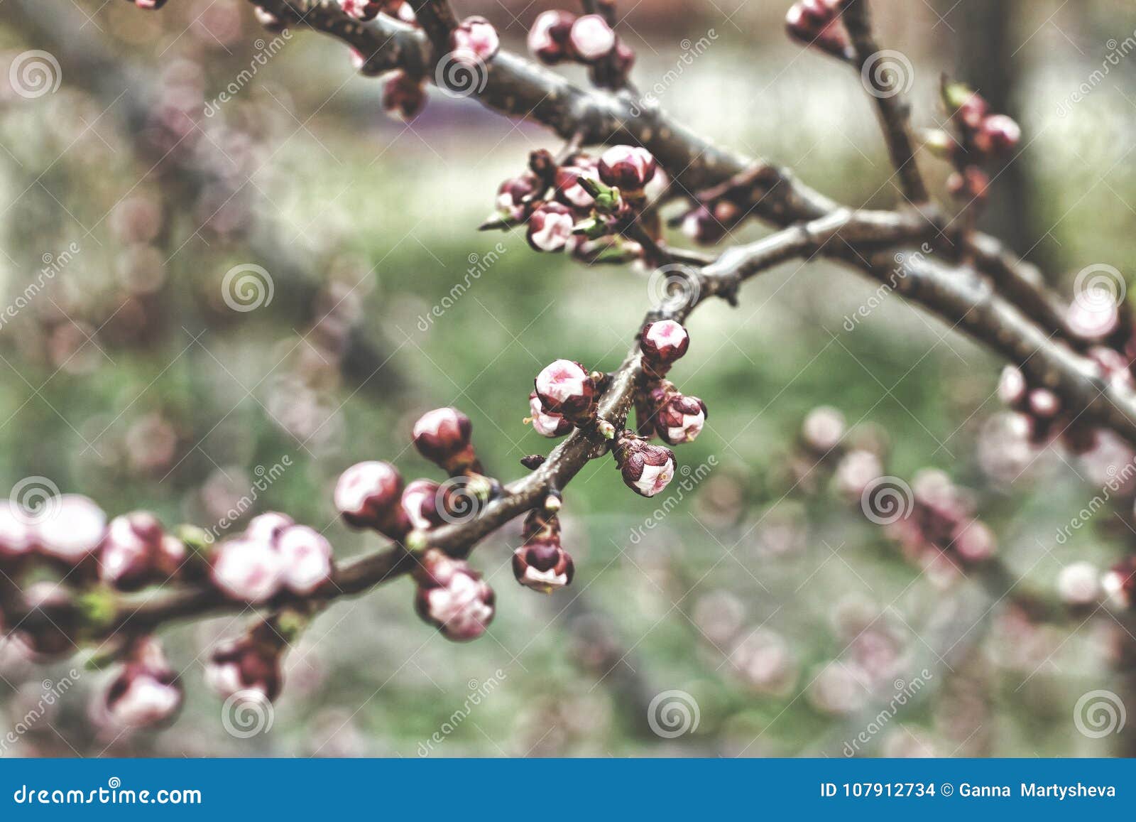 The Buds and the Buds on the Cherry Tree Stock Photo - Image of ...
