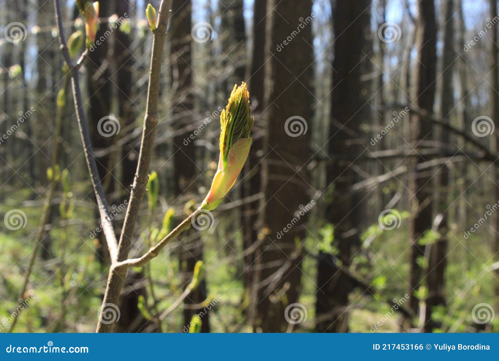 The Buds Burst and the First Leaves Appear on the Branches of a Tree in ...