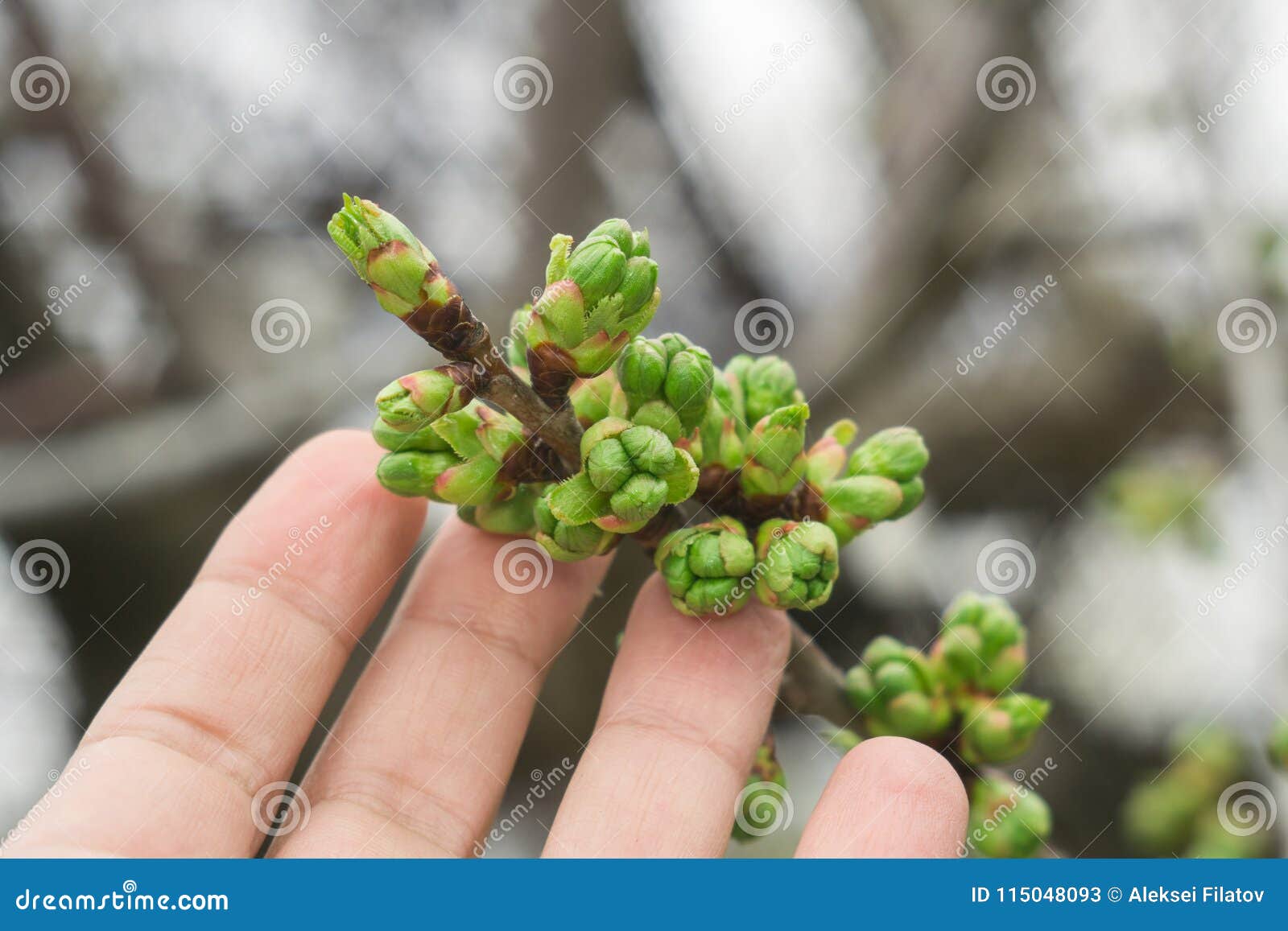Buds of cherry stock image. Image of green, beautiful - 115048093