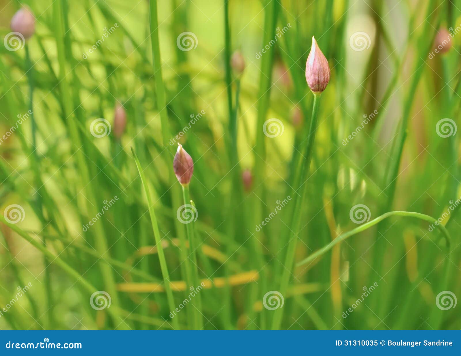 Buds of chives stock image. Image of herb, food, garden - 31310035