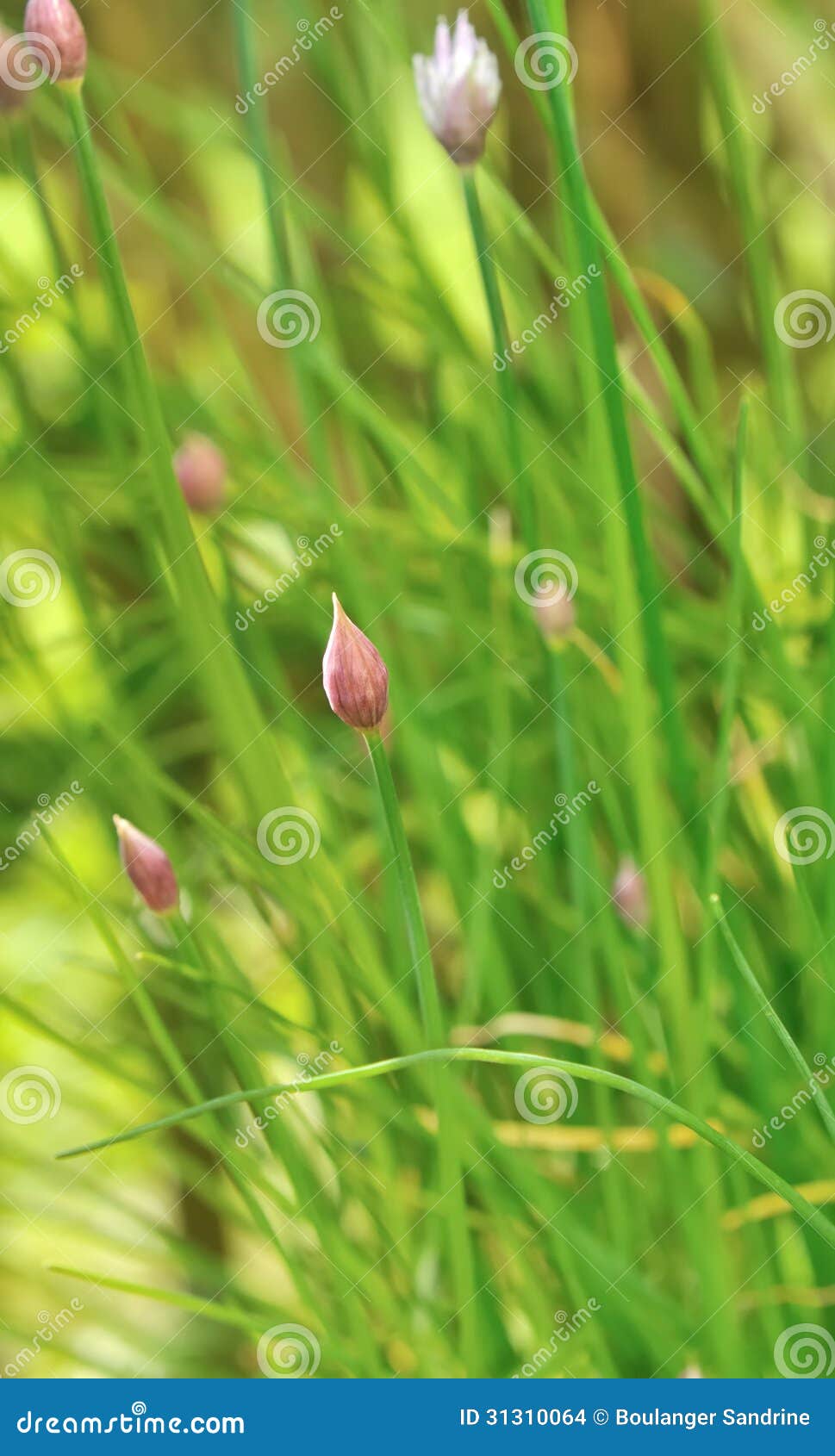 Buds of chives stock photo. Image of food, herb, chives - 31310064