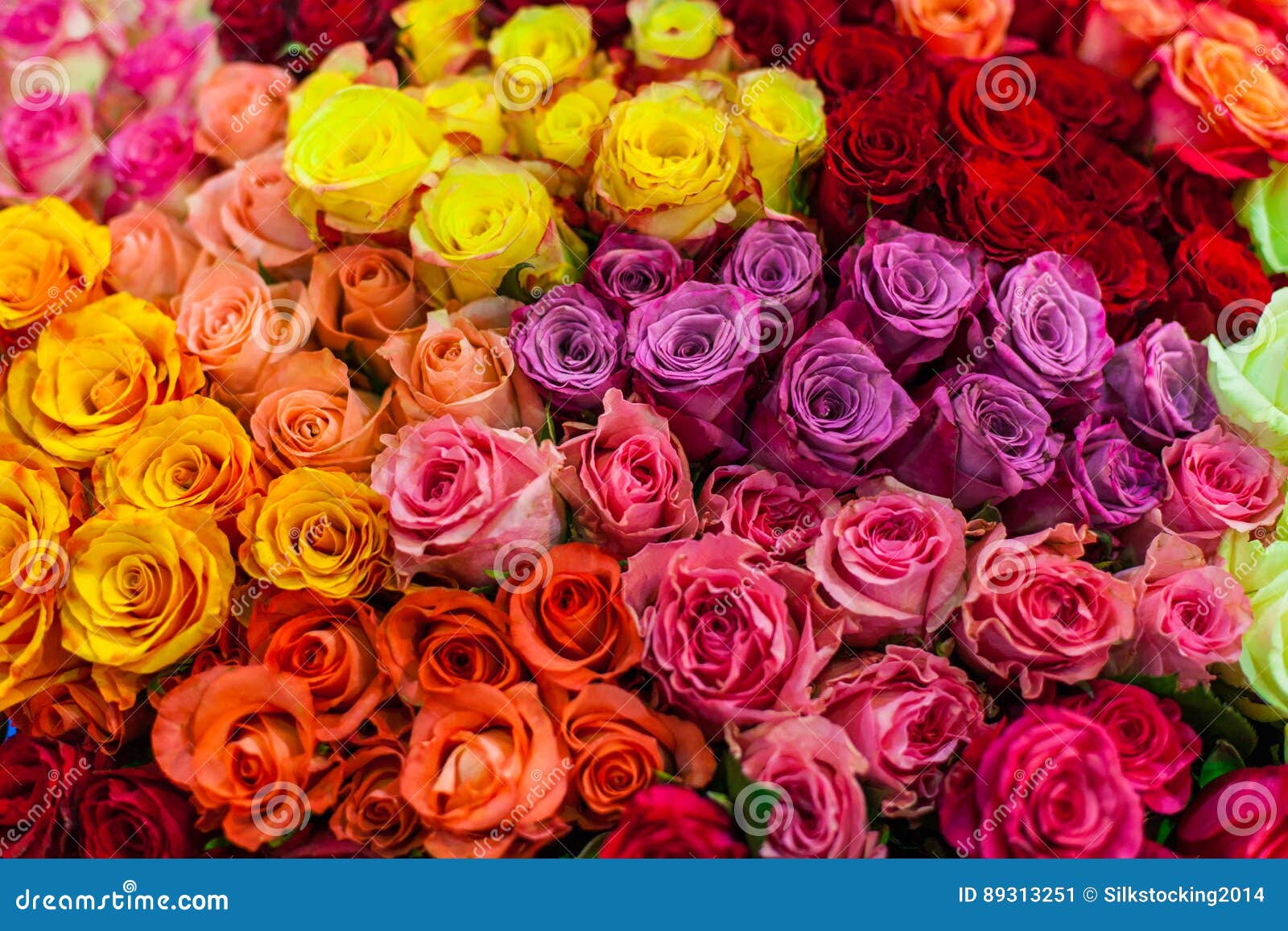 Buds of colorful roses stock image. Image of multicolored - 89313251