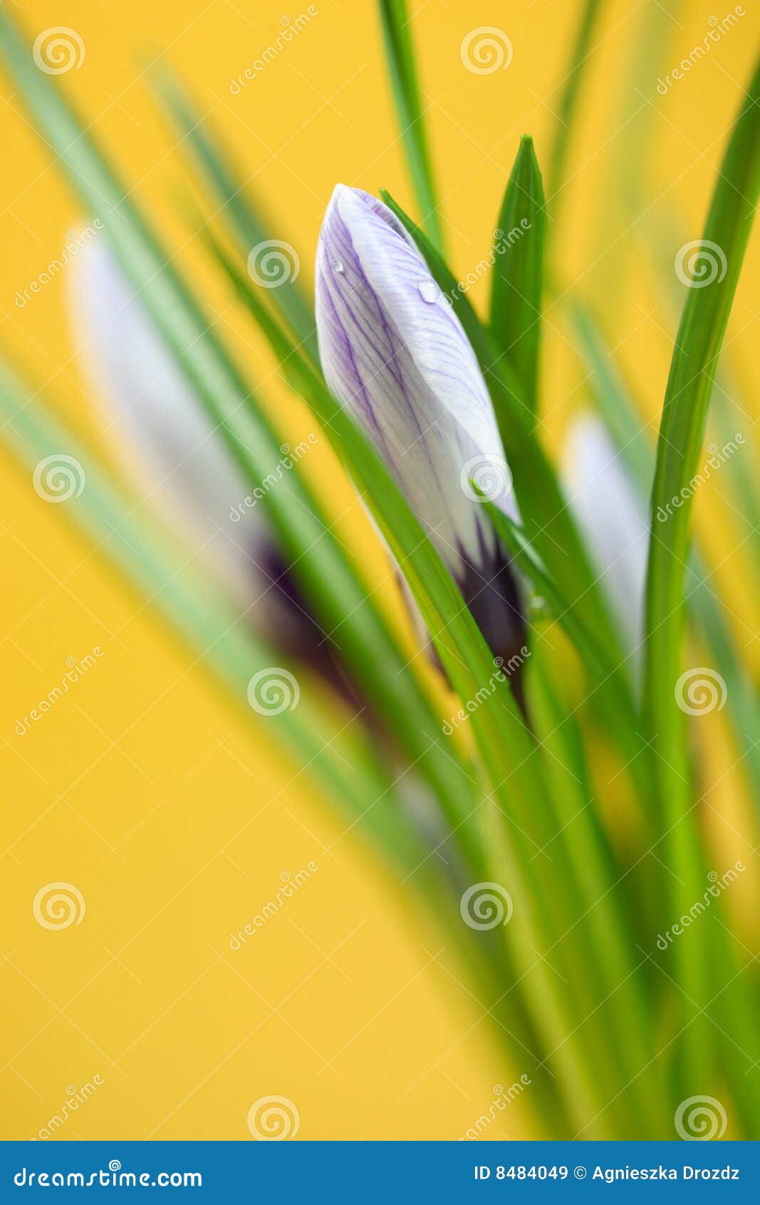 Buds of crocus flowers stock image. Image of budding, blossoming - 8484049