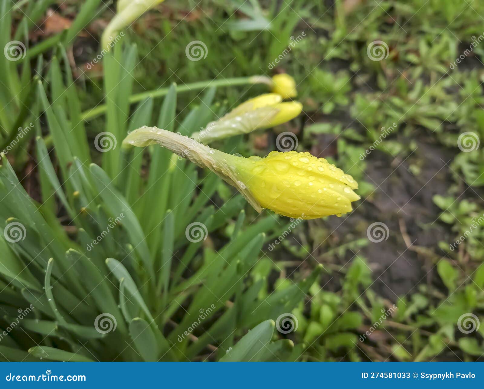 The Buds of the Daffodil are Covered with Raindrops. Yellow Daffodils ...