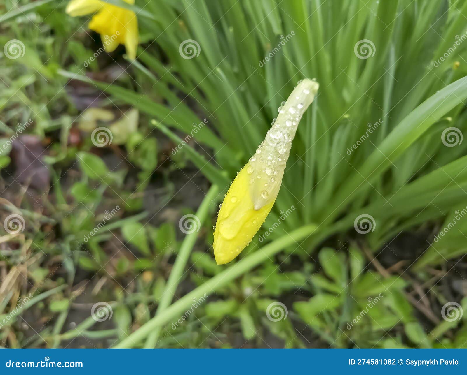 The Buds of the Daffodil are Covered with Raindrops. Daffodil Blooms in ...