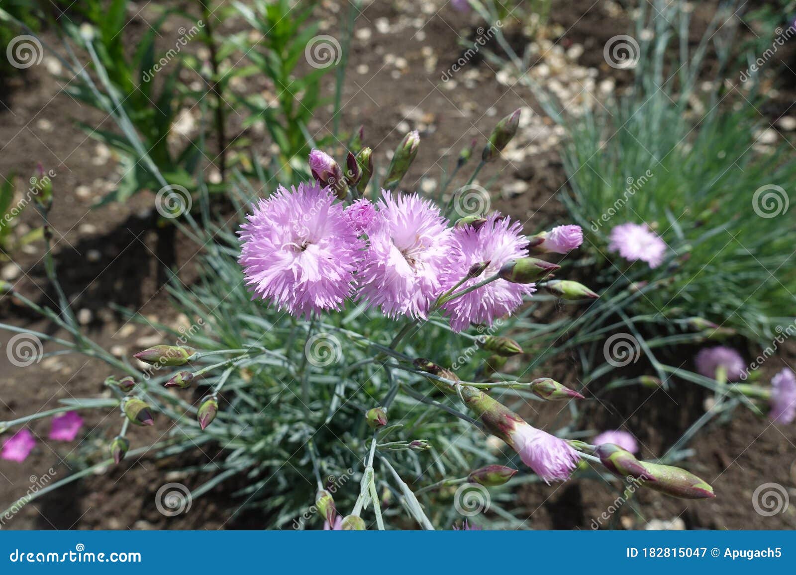 Buds and Double Pink Flowers of Dianthus Stock Image - Image of botany ...