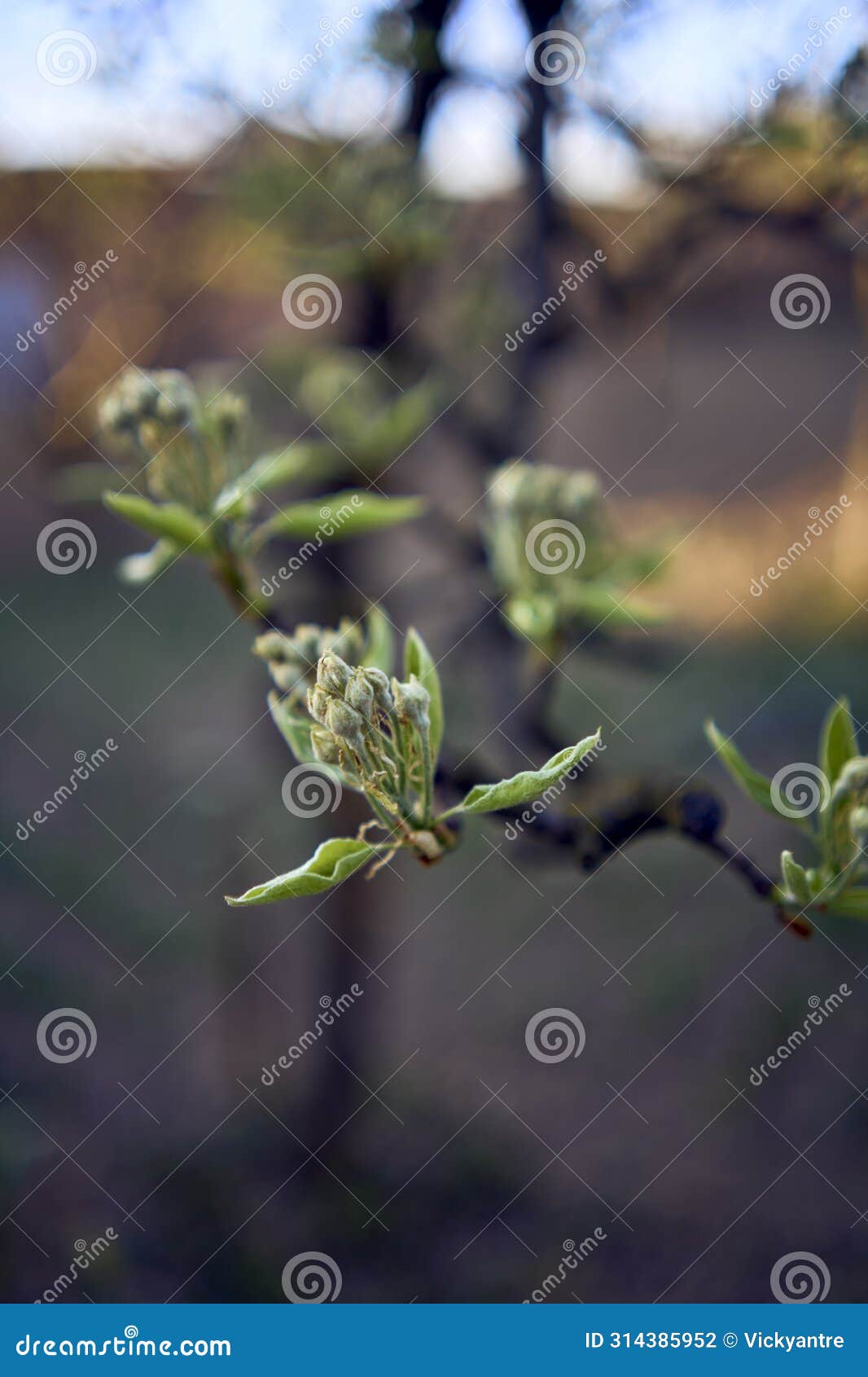 The Buds and the First Leaves of a Pear Tree in the Garden Stock Photo ...