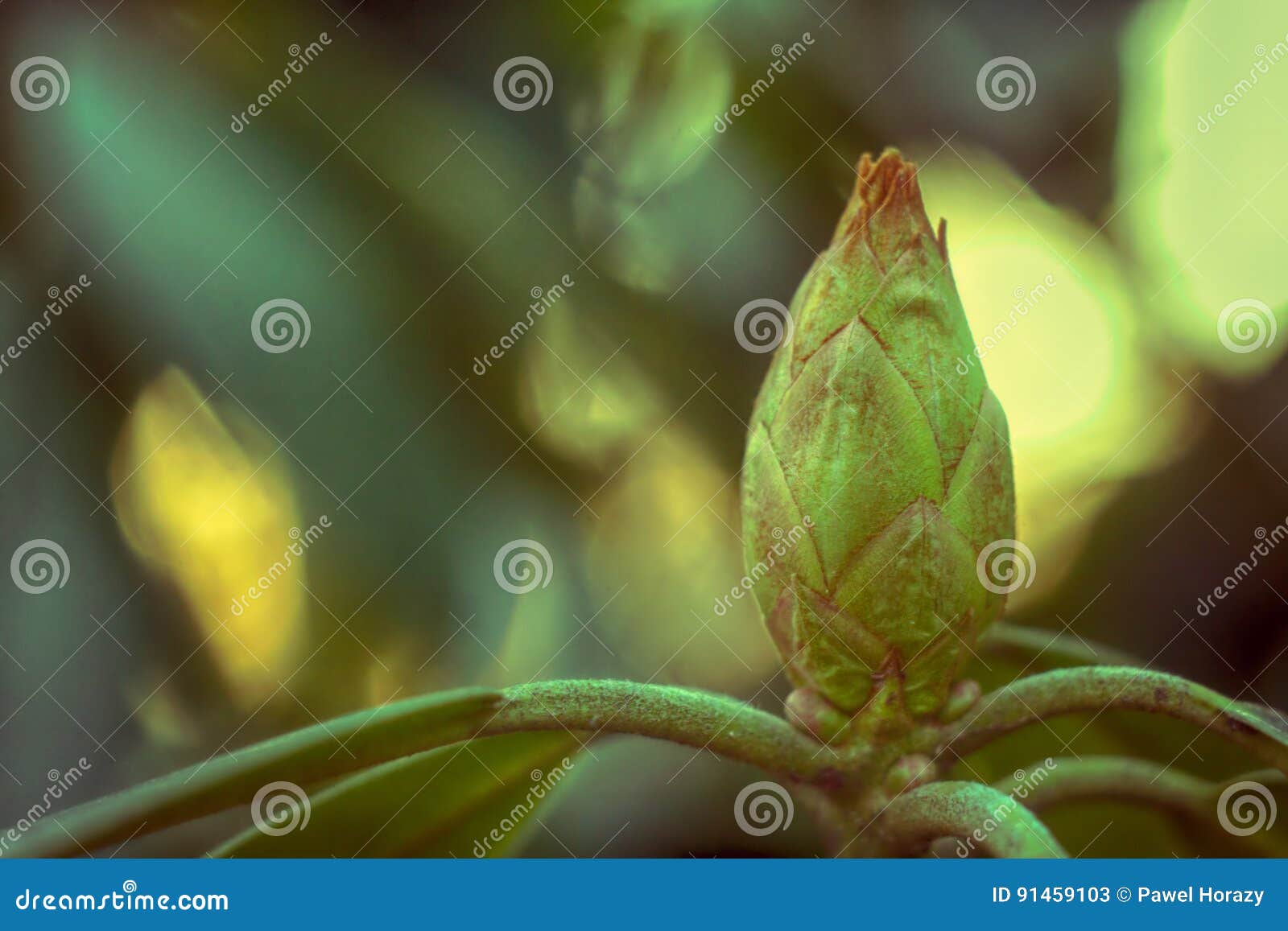 Buds of flowering trees 3 stock image. Image of budding - 91459103