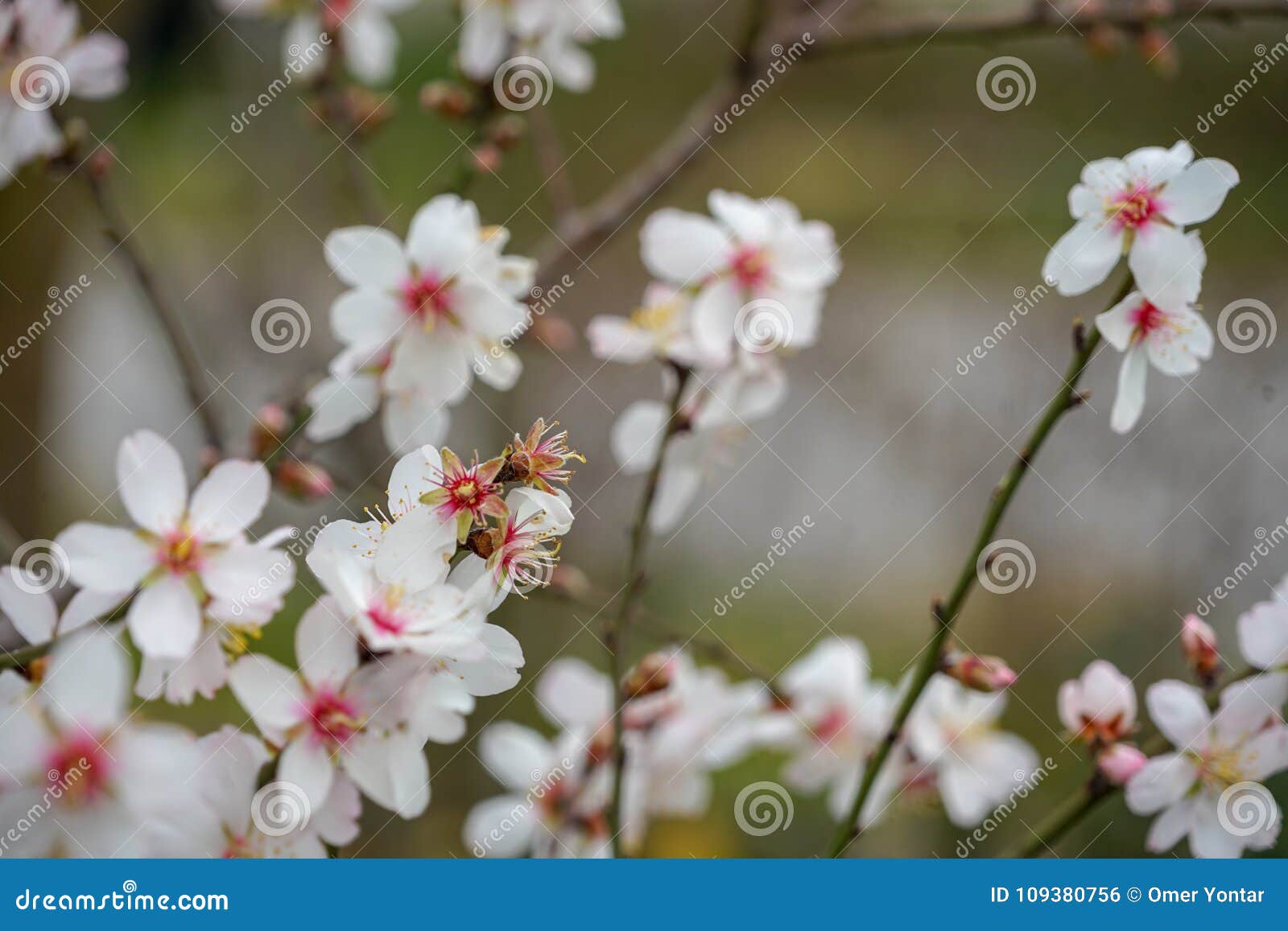 Buds, flowers and spring stock photo. Image of blossom - 109380756