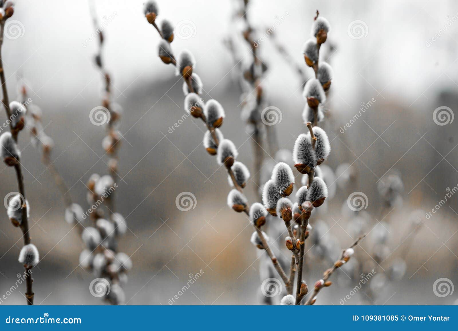 Buds, flowers and spring stock image. Image of buds - 109381085