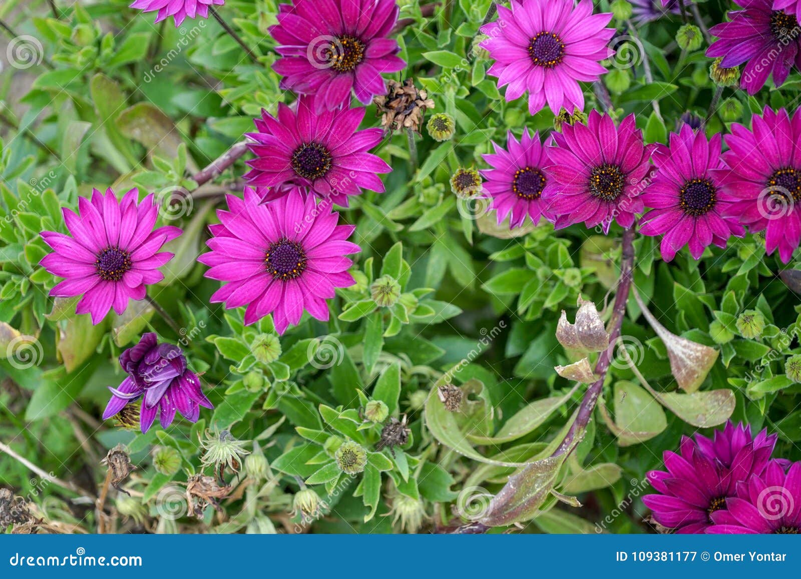Buds, flowers and spring stock image. Image of natural - 109381177