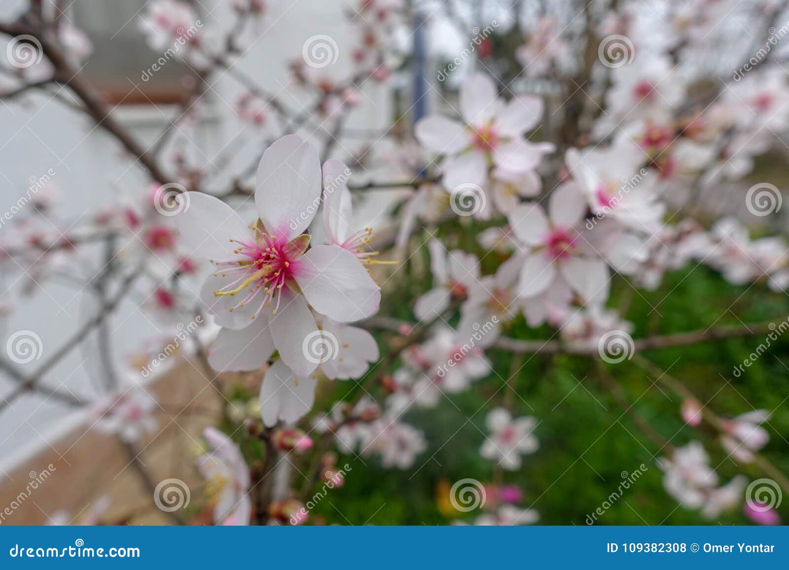 Buds, flowers and spring stock photo. Image of freshness - 109382308