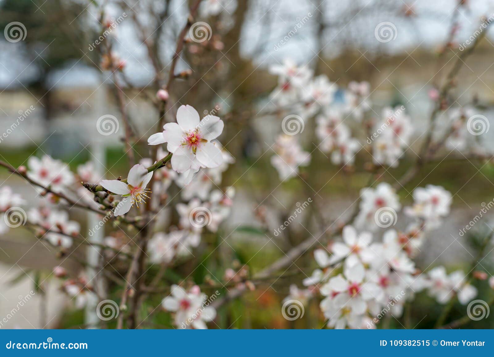 Buds, flowers and spring stock image. Image of closeup - 109382515