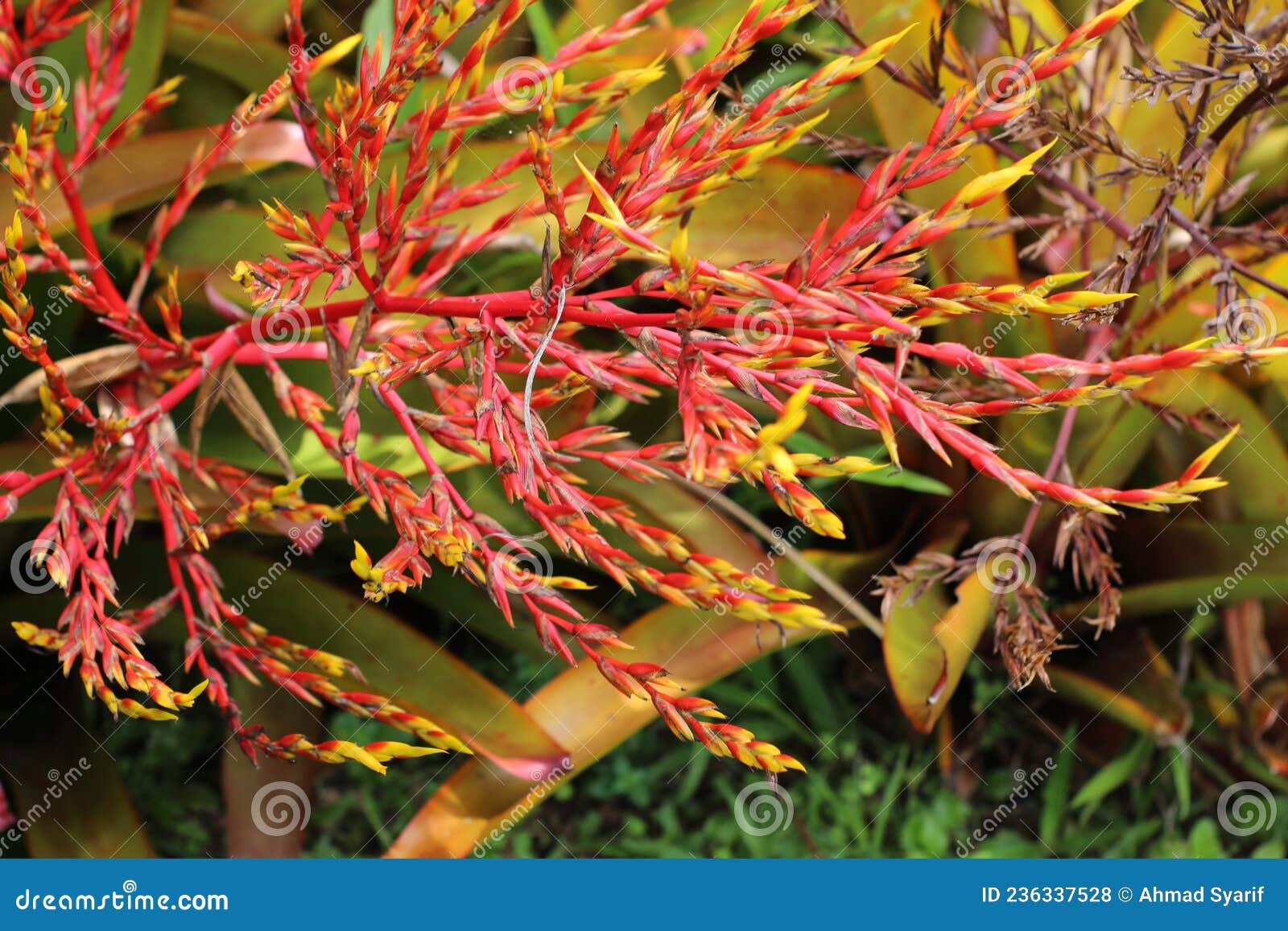 The Buds and Flowers of the Yellow Bromeliad that Appear in Spring and ...