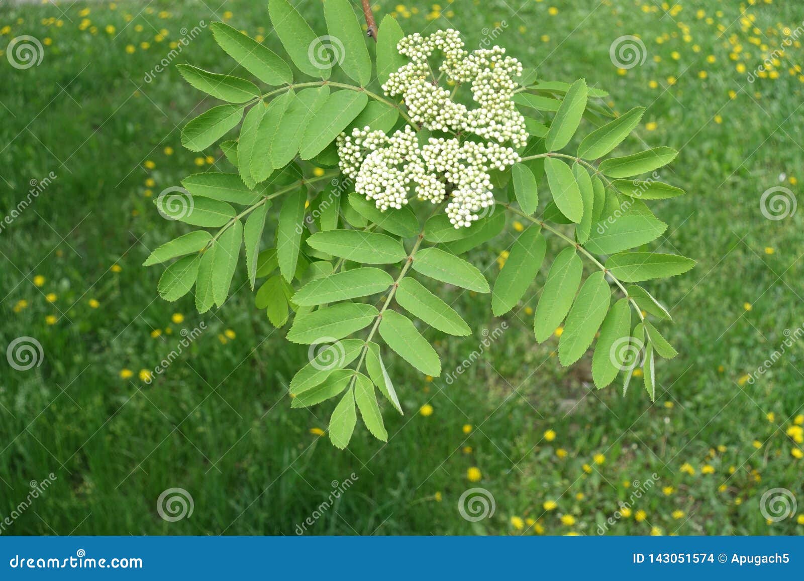 Buds and Leaves of Rowan in Spring Stock Photo - Image of mountain ...