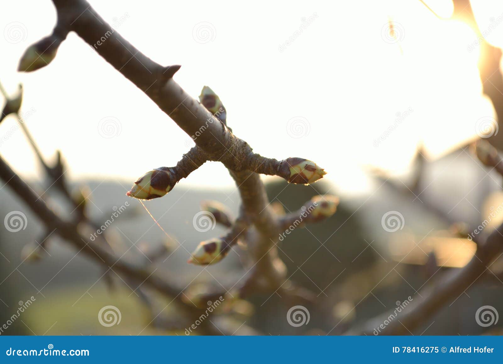 Buds of a Fruit Tree - Close-up Stock Image - Image of bearing, nature ...