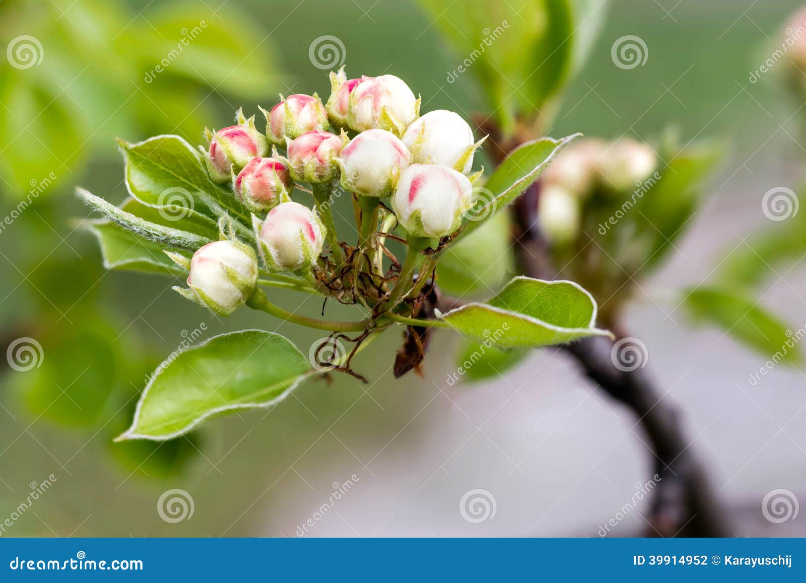 Buds of Fruit Tree stock photo. Image of cherry, natural - 39914952