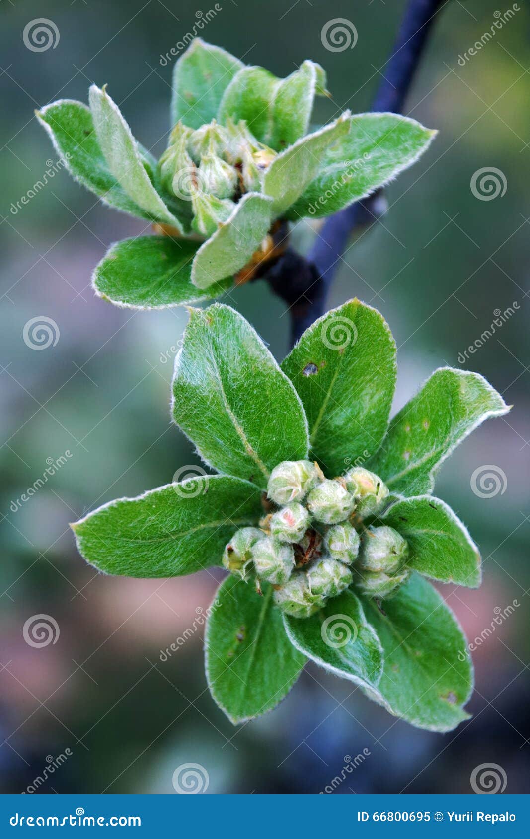 Buds of fruit trees stock image. Image of crimea, fruit - 66800695