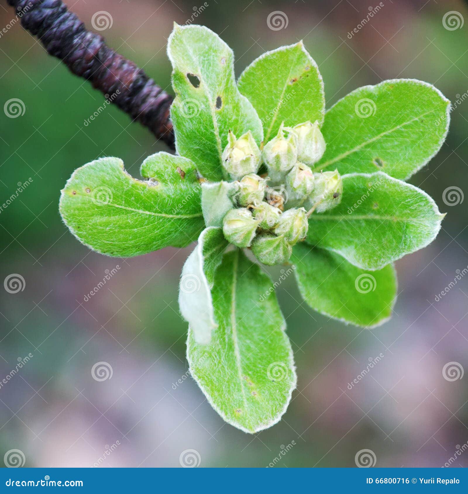 Buds of fruit trees stock photo. Image of fruit, nature - 66800716