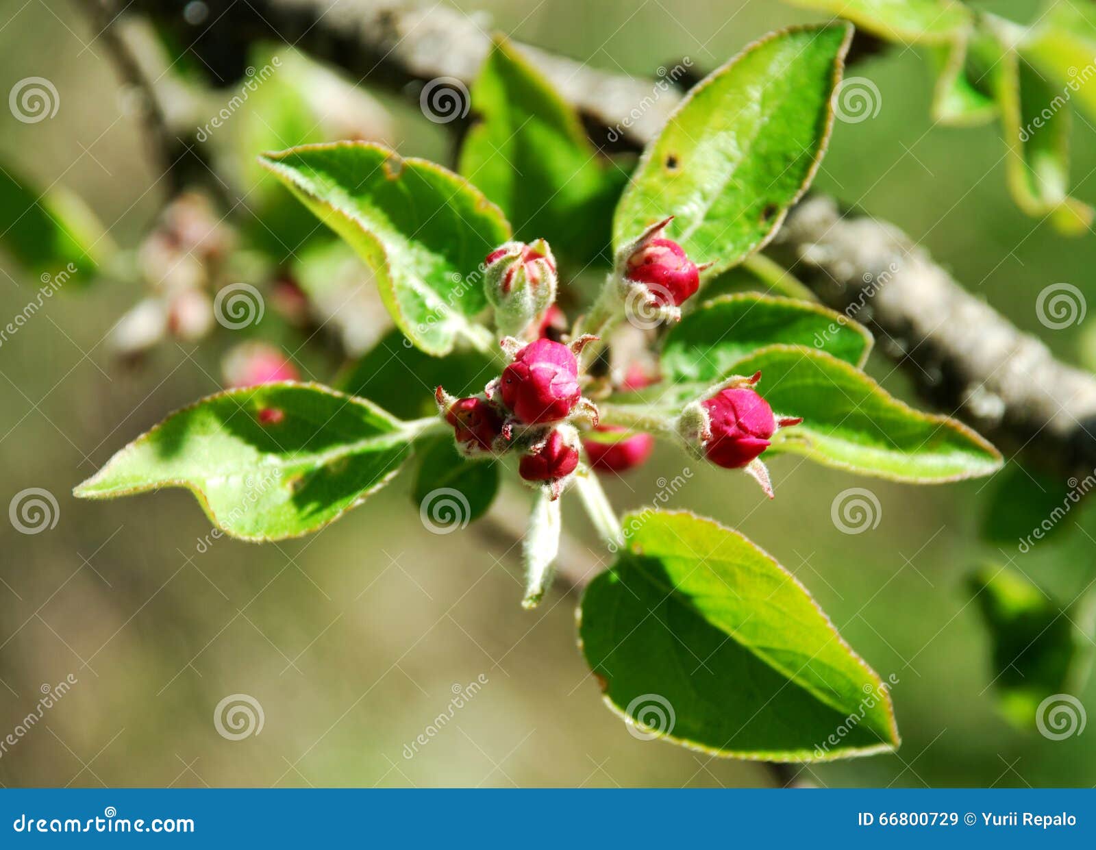 Buds of fruit trees stock image. Image of warm, buds - 66800729