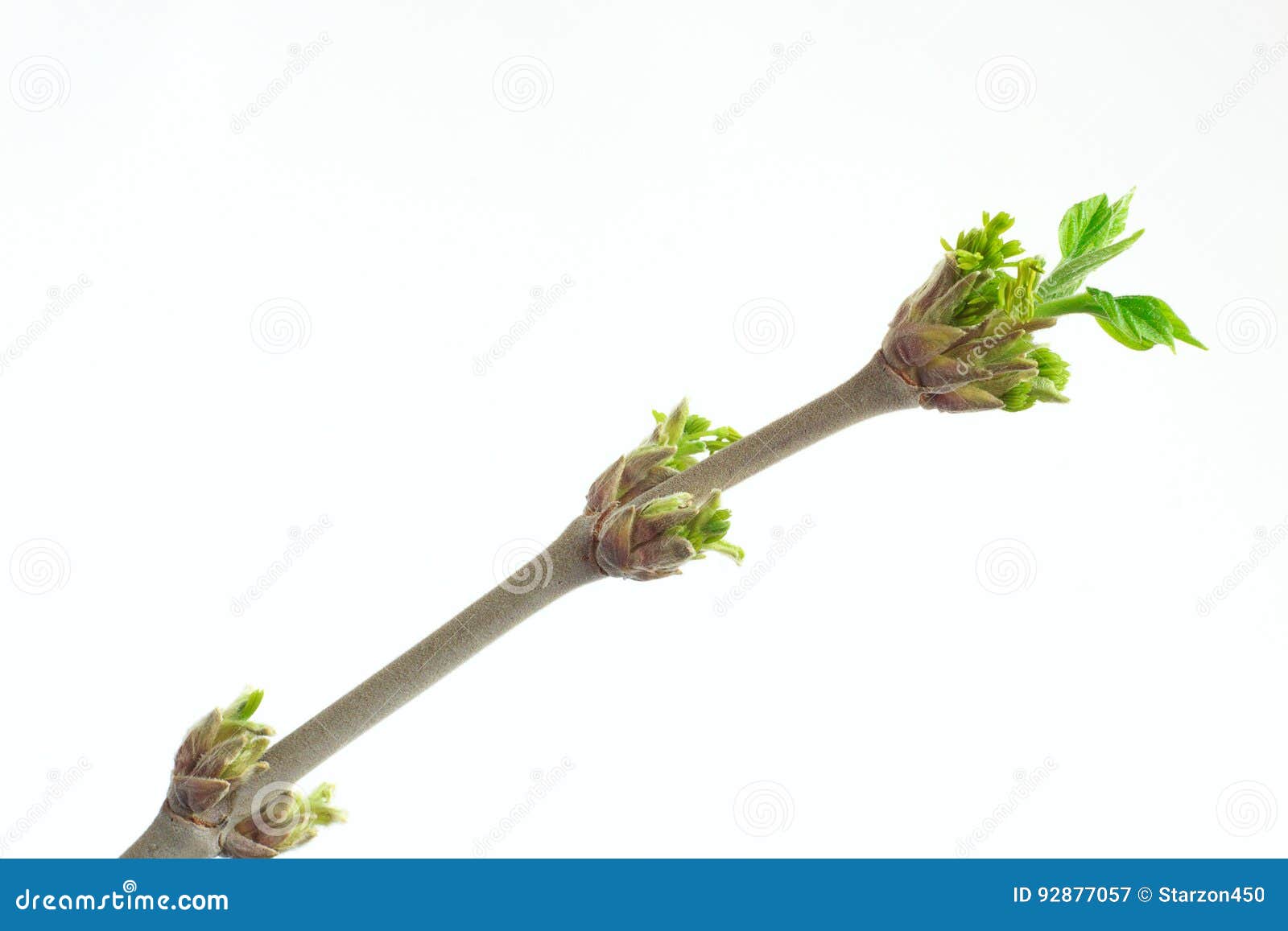 Buds and Green Spring Leafs on the Twig Rowan Tree. Stock Image - Image ...