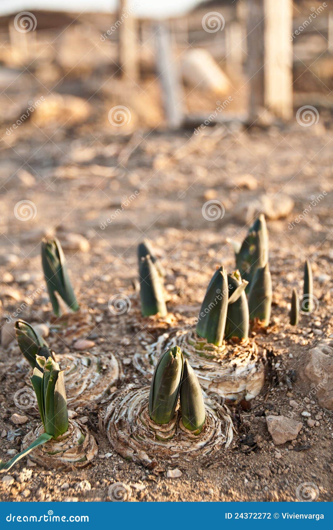 Buds in the ground stock photo. Image of desert, global - 24372272