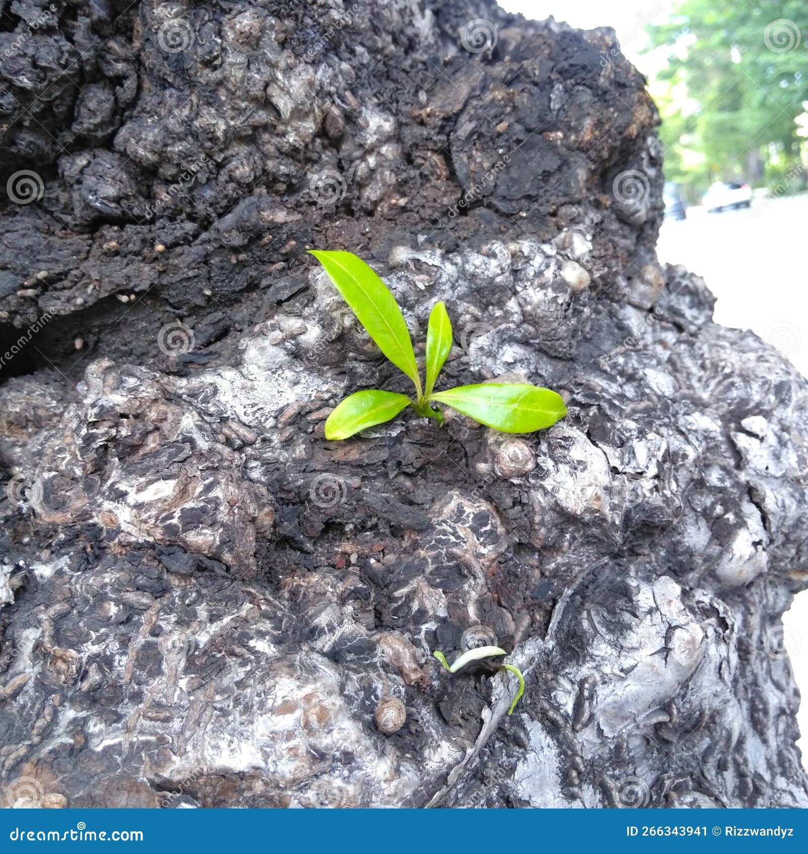 The Buds Grow on the Trunk of the Maja Tree Stock Image - Image of ...