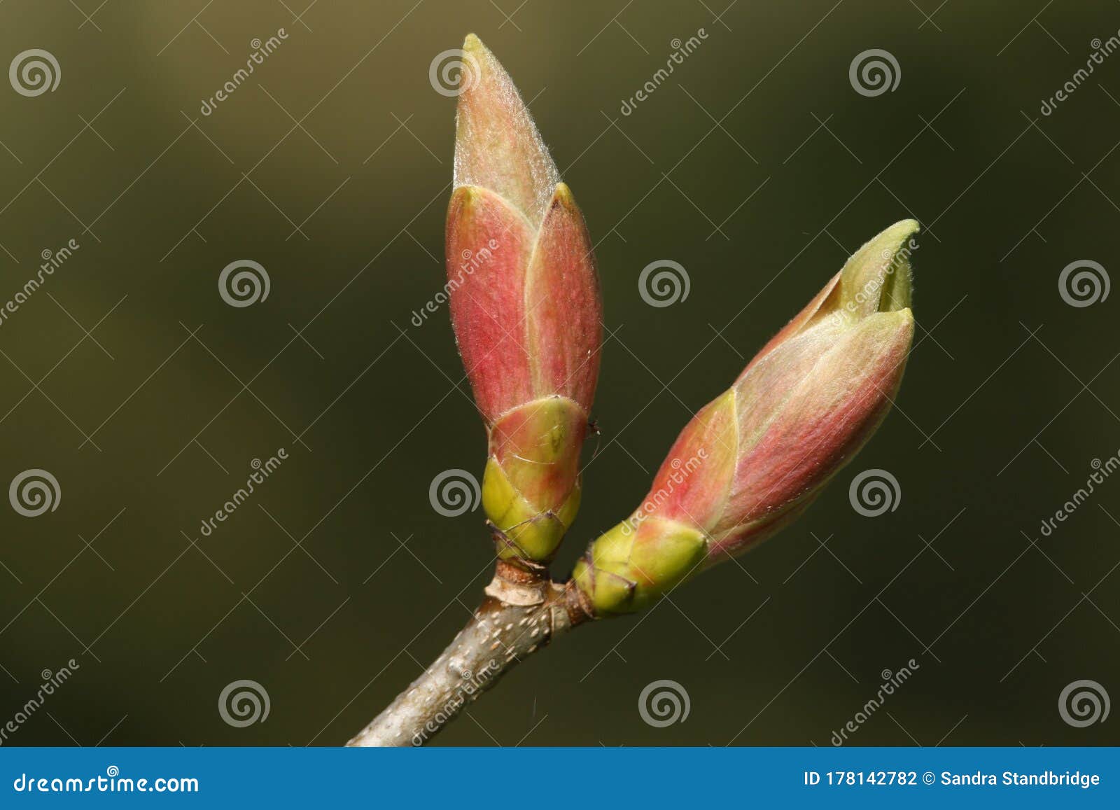 Buds Growing on a Branch of a Sycamore Tree, Acer Pseudoplatanus, in ...