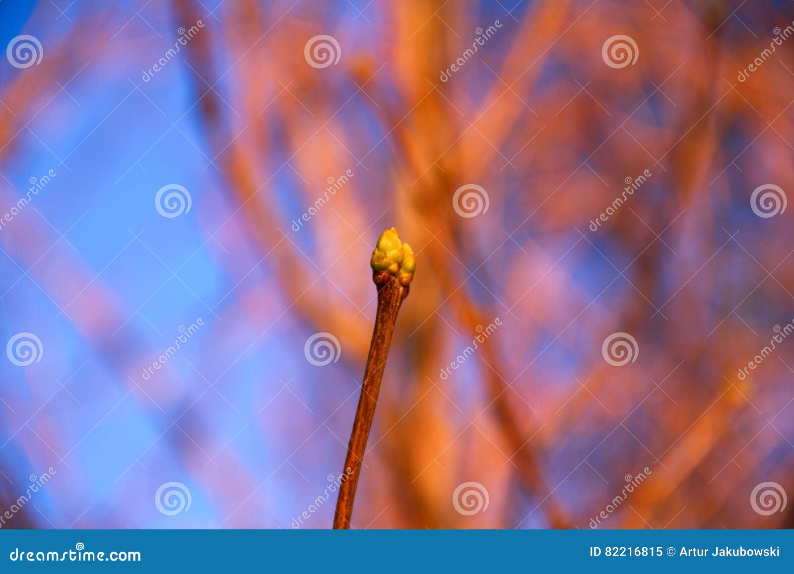 Buds growing in the spring stock image. Image of ecology - 82216815